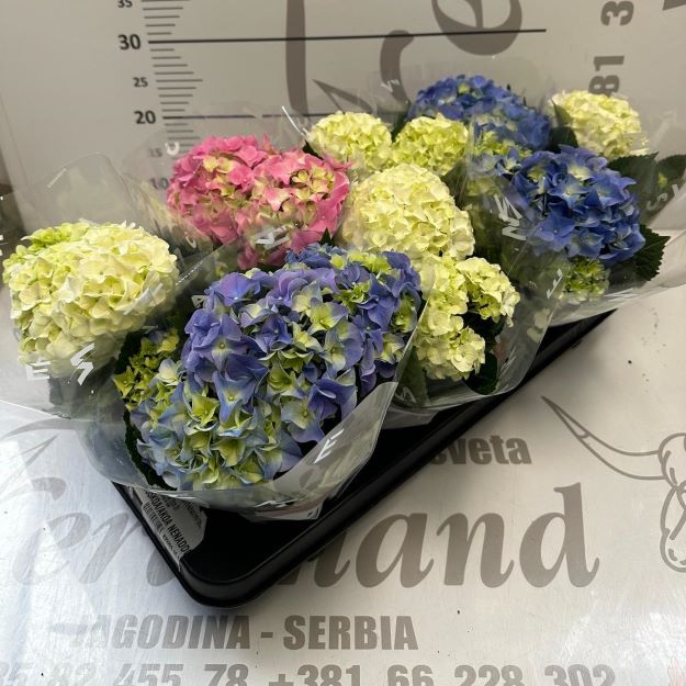 HYDRANGEA MAC MIX R10 22CM 2FL