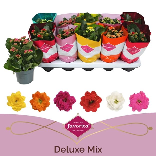 KALANCHOE BL CALANDIVA MIX 10.5 23CM
