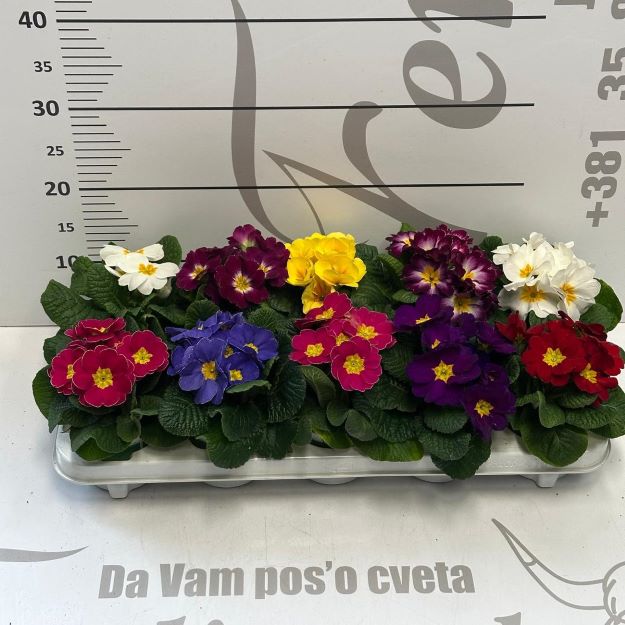 PRIMULA ACAULIS MIX 15CM