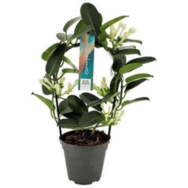 STEPHANOTIS FLORIBUNDA EVERGREEN R12 40CM 34FL