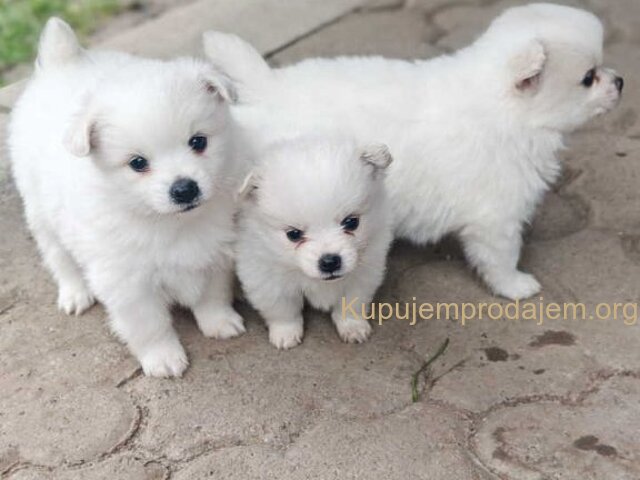 Nemački špic, štenci snežno bele boje