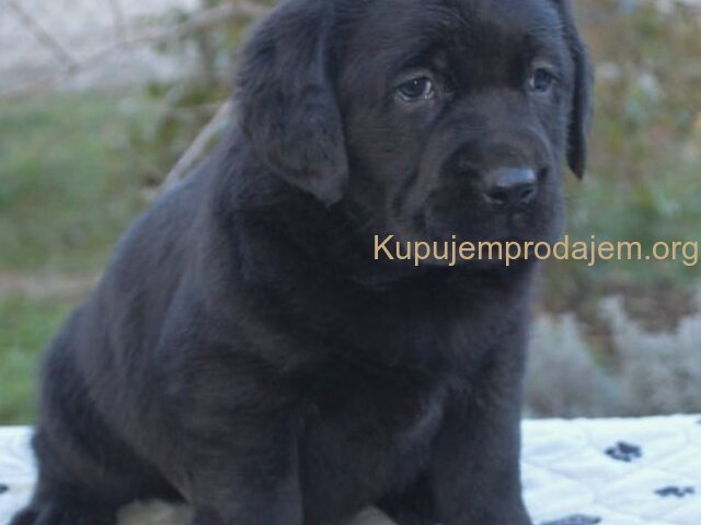 Na prodaju štenci labrador retrivera crne boje