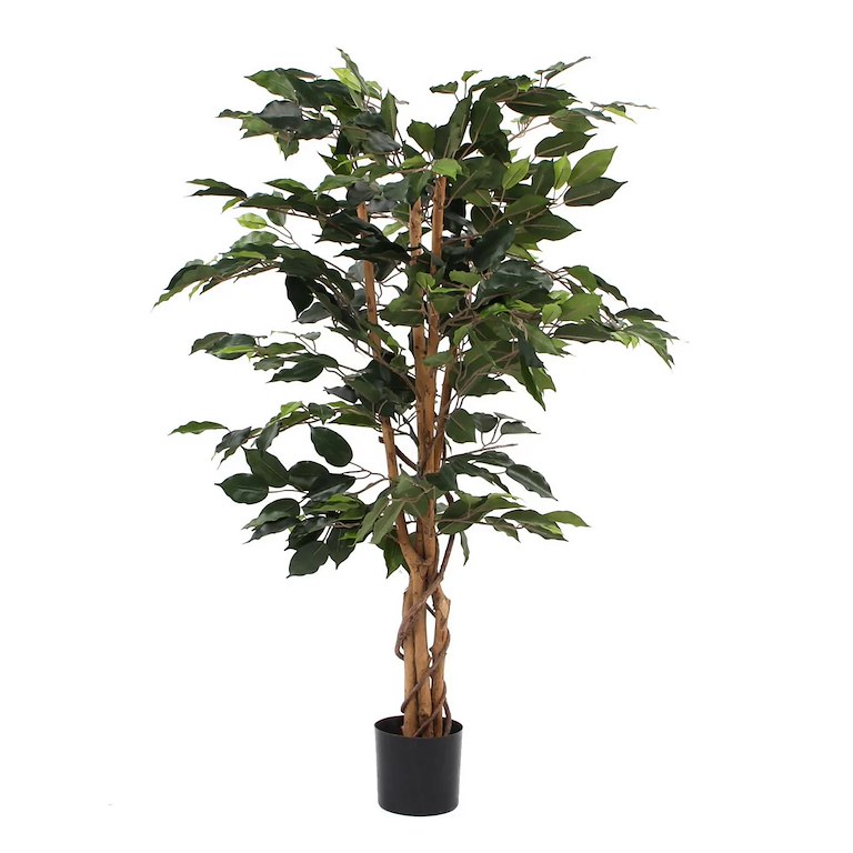 FIKUS BENDŽAMIN 65/110 cm