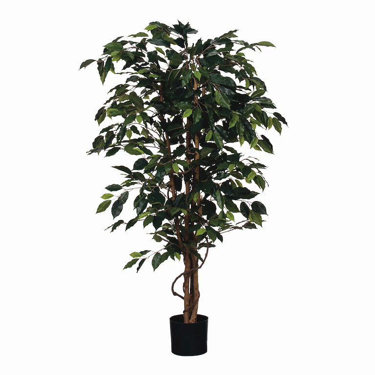 FIKUS BENDŽAMIN 85/150 cm