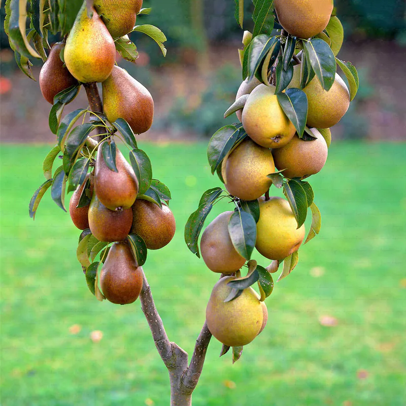 Kruška dupli kalem Viljamovka + Kaluđerka