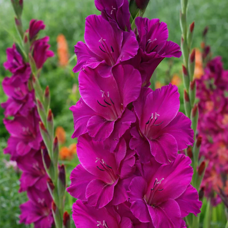 Gladiola Mistik