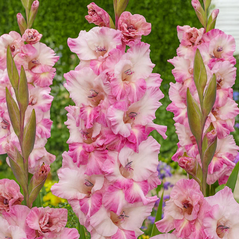 Gladiola Čeri