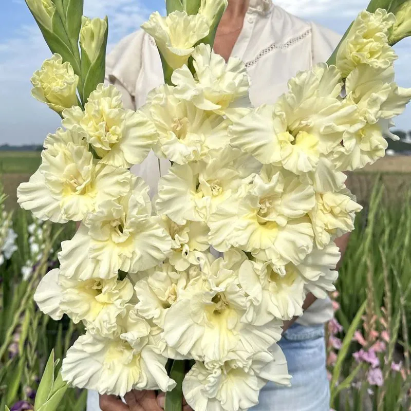 Gladiola Kristal
