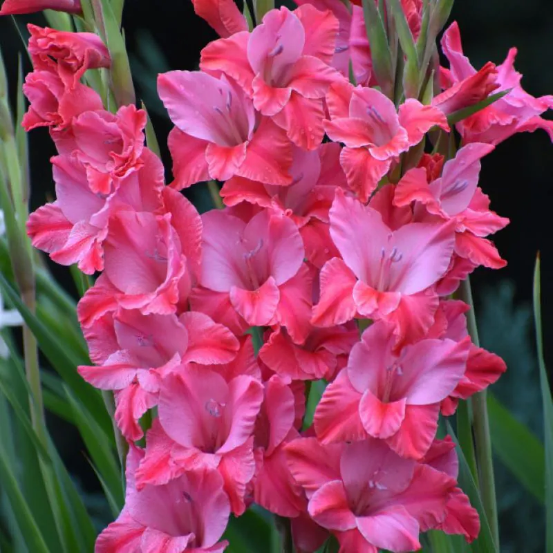 Gladiola Titanic