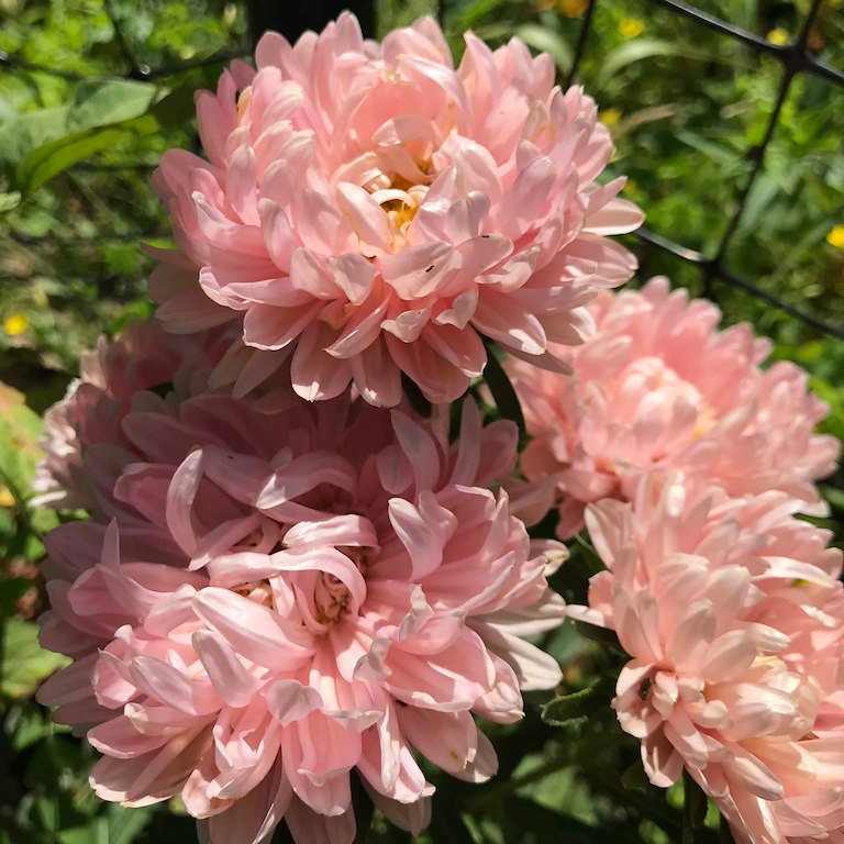 Aster Božur Bebi roze