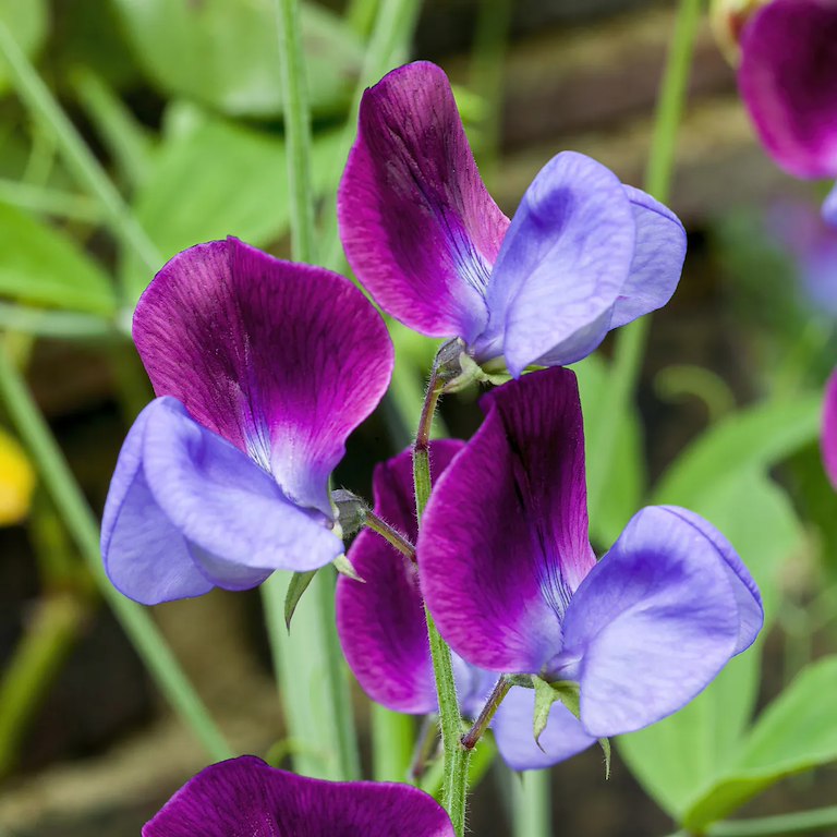 Mirisni grašak Matukana