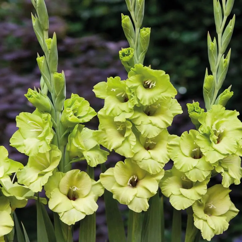 Gladiola Zelena Zvezda