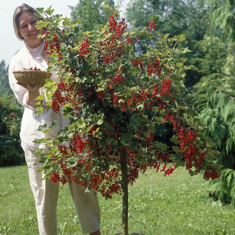 Ribizla stablašica Crvena