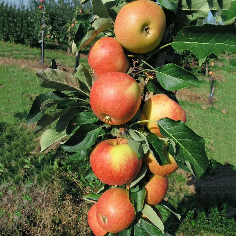 Stubasta jabuka Polka
