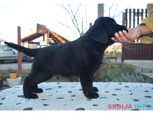 Na prodaju štenci labrador retrivera crne boje