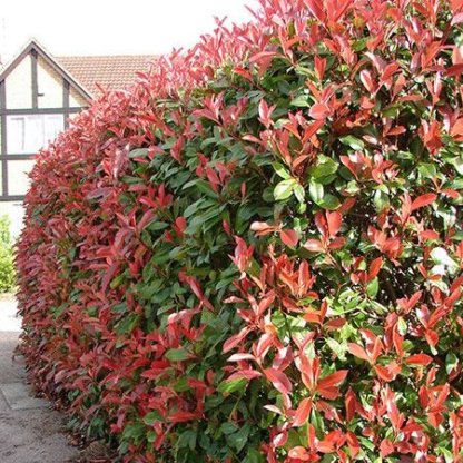 Photinia Fraseri Red Robin
