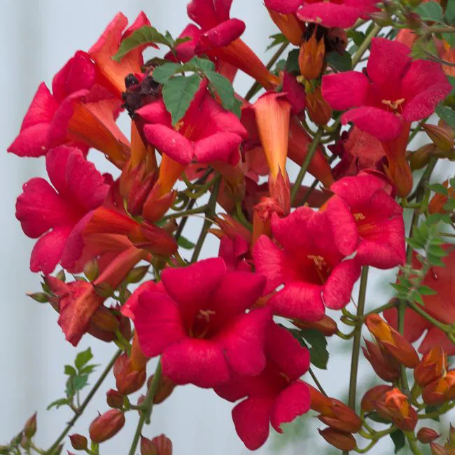 Campsis t. Summer Jazz Fire Trumpet Vine