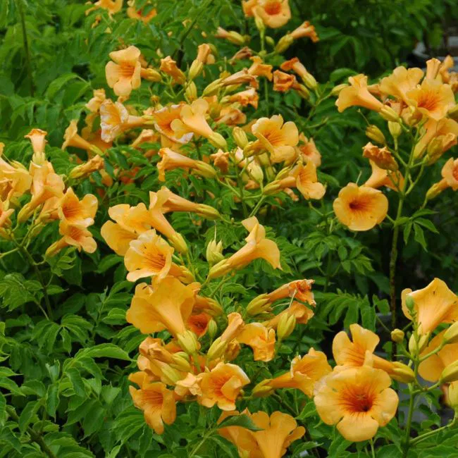 Campsis t. Summer Jazz Gold
