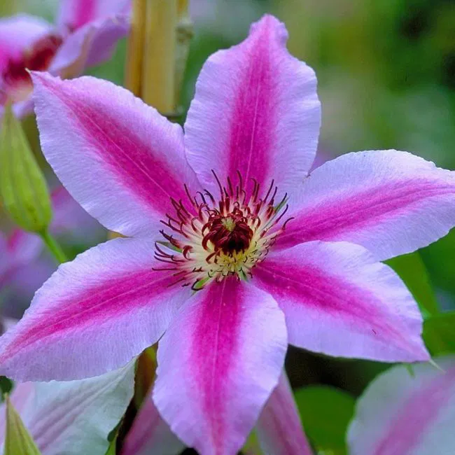 Clematis 'Nelly Moser'