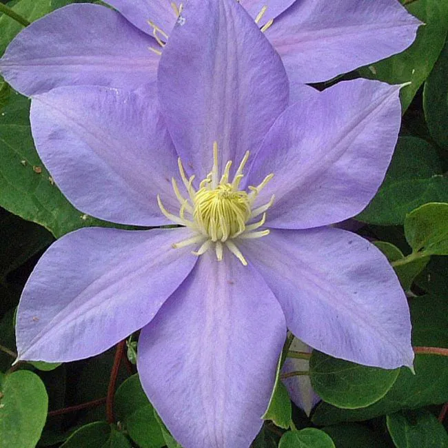 Clematis Blue Angel