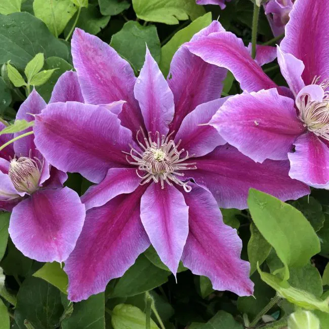Clematis Dr. Ruppel