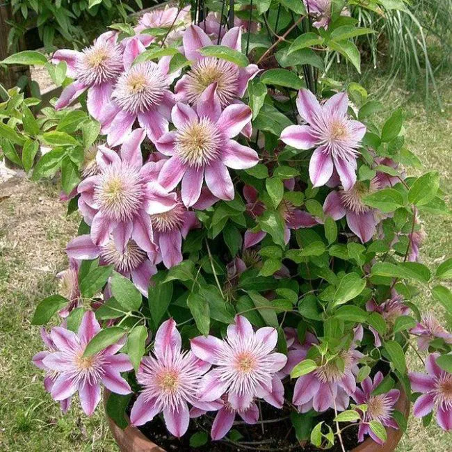 Clematis Evison Josephine
