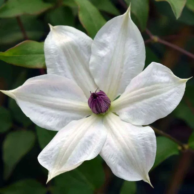 Clematis Evison Tsukiko