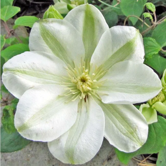 Clematis Guernsey Cream