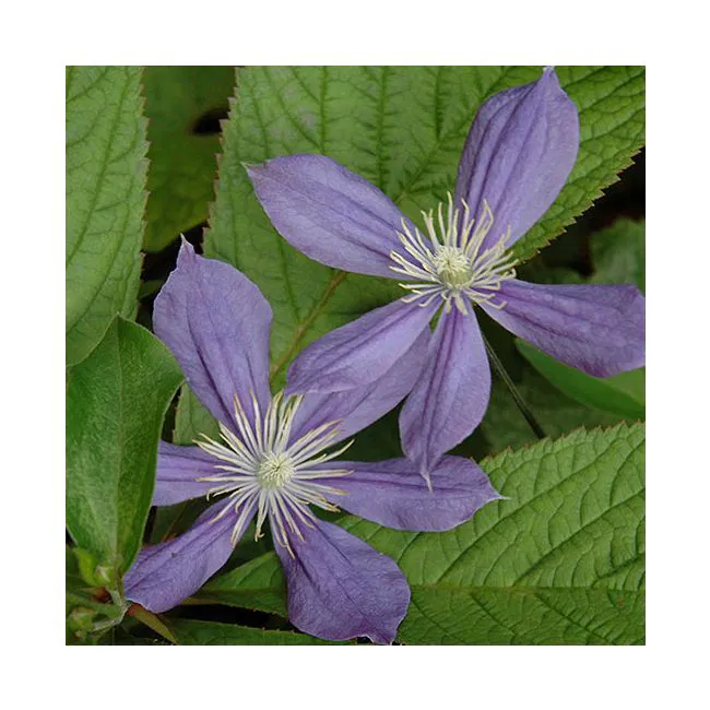 Clematis Integrifolia Arabella
