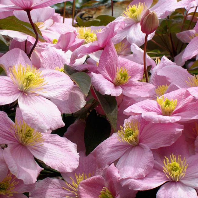 Clematis montana Rubens