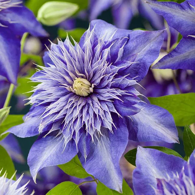 Clematis Multi Blue