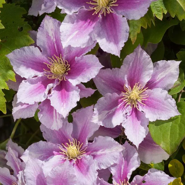 Clematis Piilu