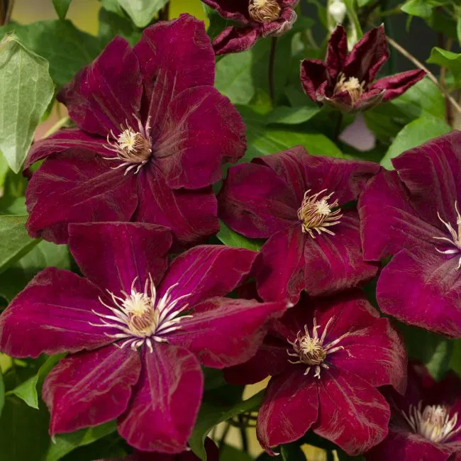 Clematis Rouge Cardinal