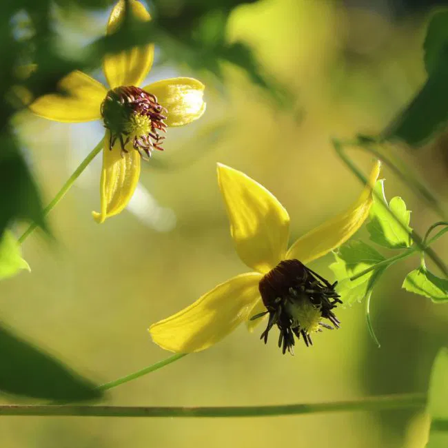 Clematis serratifolia ‘Golden Tiara’ – Žuti botanički klematis