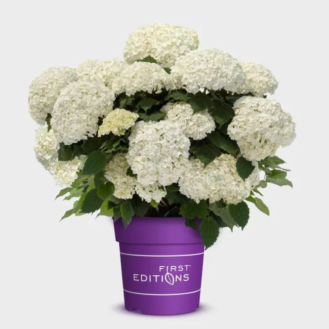 Hydrangea arborescens FlowerWOW