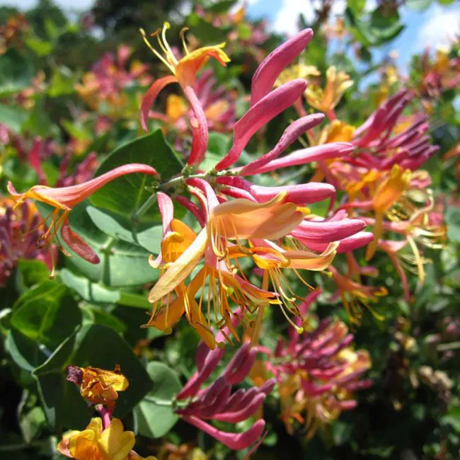 Lonicera heckrottii Gold Flame