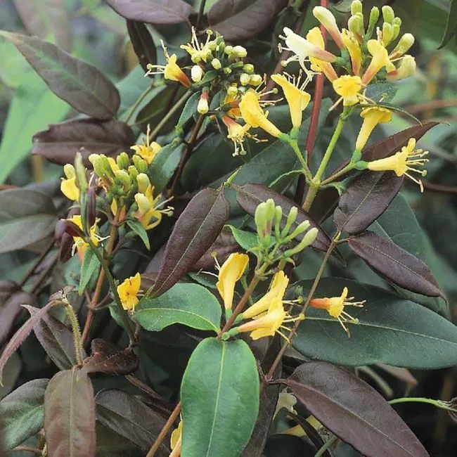 Lonicera Henryi Copper Beauty – Orlovi nokti