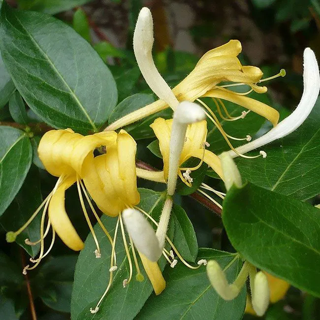 Lonicera jap. Haliiana