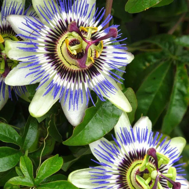 Passiflora caerulea