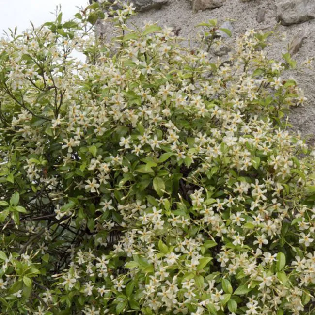Trachelospermum jasminoides Star of Toscane