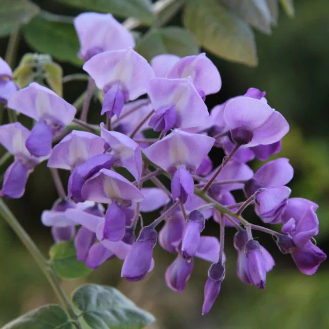 Wisteria brachybotrys Okayoma