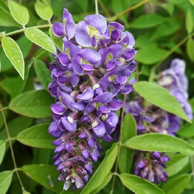 Wisteria sinensis ‘Longwood Purple’ – Ljubičasta kineska glicinija