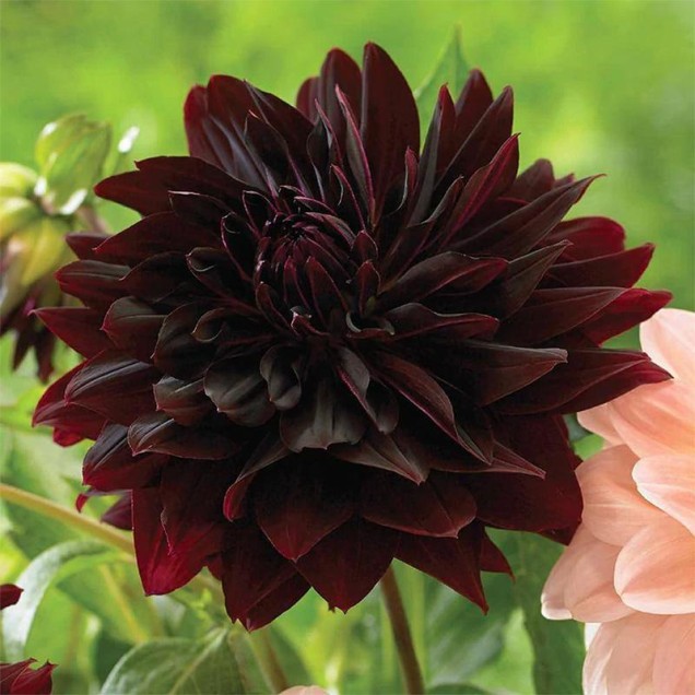 Dahlia Rip City