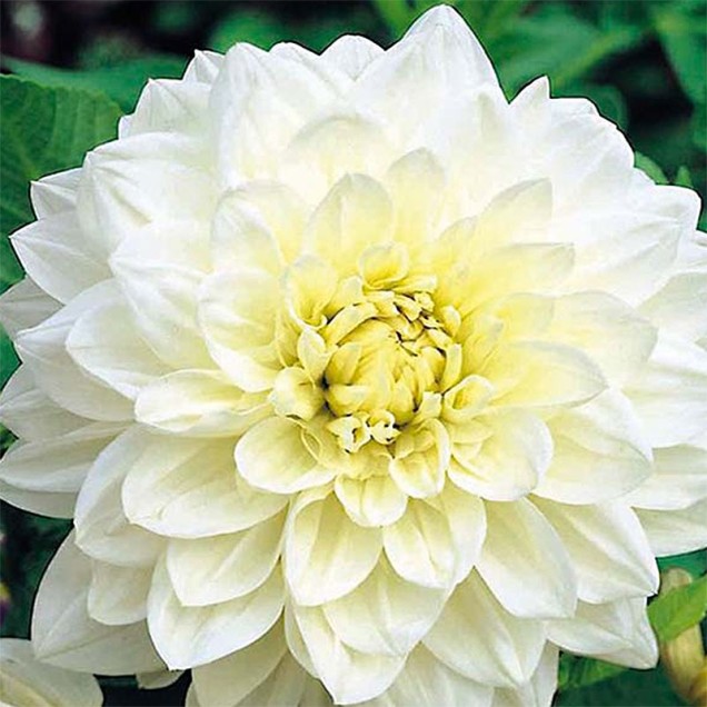 Dahlia White Perfection