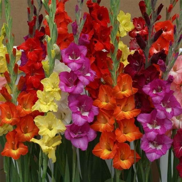 Gladiole Mix