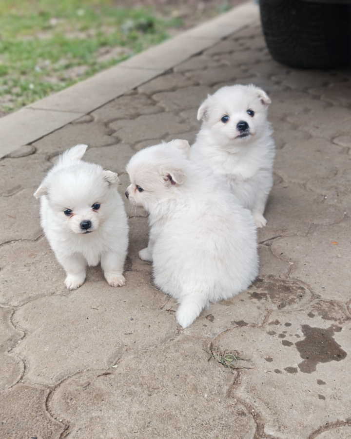 Nemački špic, štenci snežno bele boje