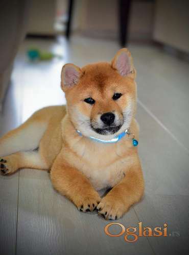 Šiba Inu štenci - Shiba Inu