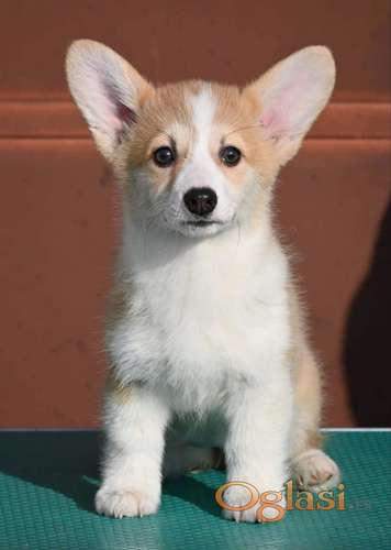Velski korgi/Welsh Corgi Pembroke štenci