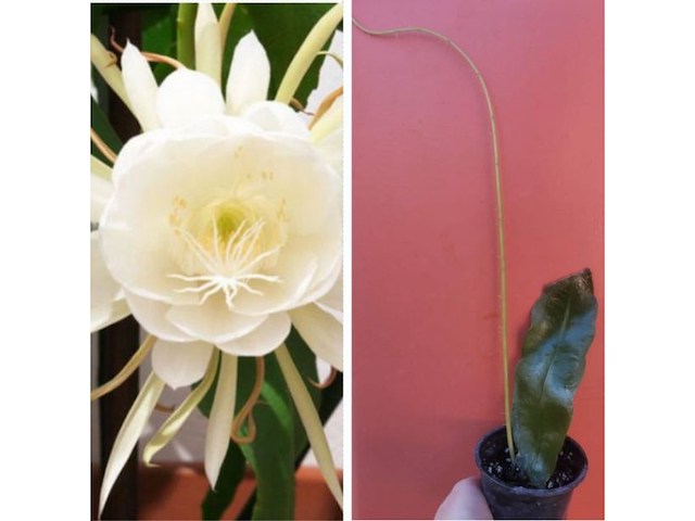 Epiphyllum oxypetalum - kraljica noci kaktus