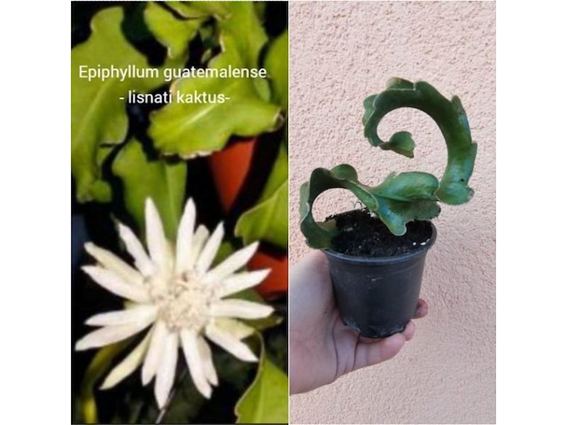 Epiphyllum guatemalense - lisnati kaktus